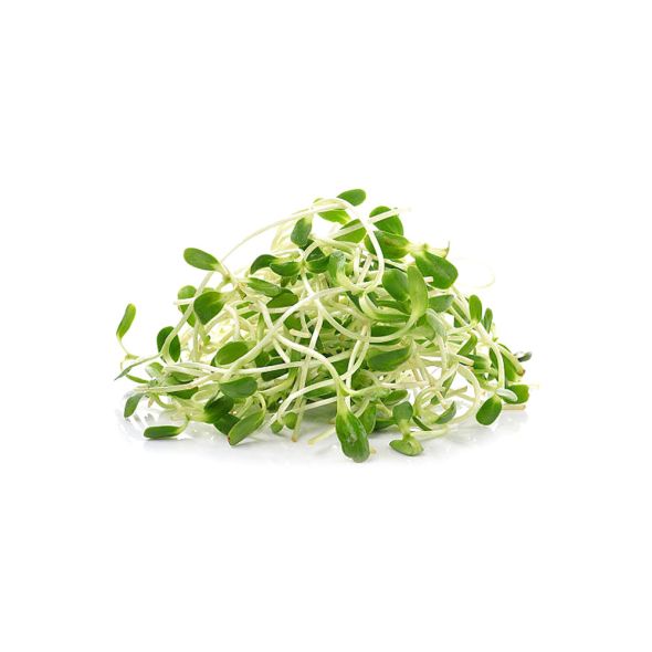 Sunflower Sprouts - Grandiose.ae