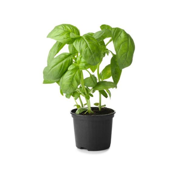 Basil Local Pot Premium Local - Grandiose.ae
