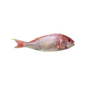 Fish | Fish & Seafood - Grandiose.ae