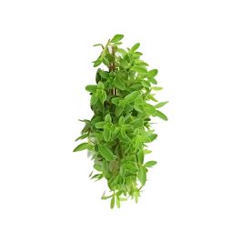 Fresh Zaatar Leaves Local - Grandiose.ae