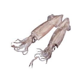 Squid Whole U10 - Grandiose.ae